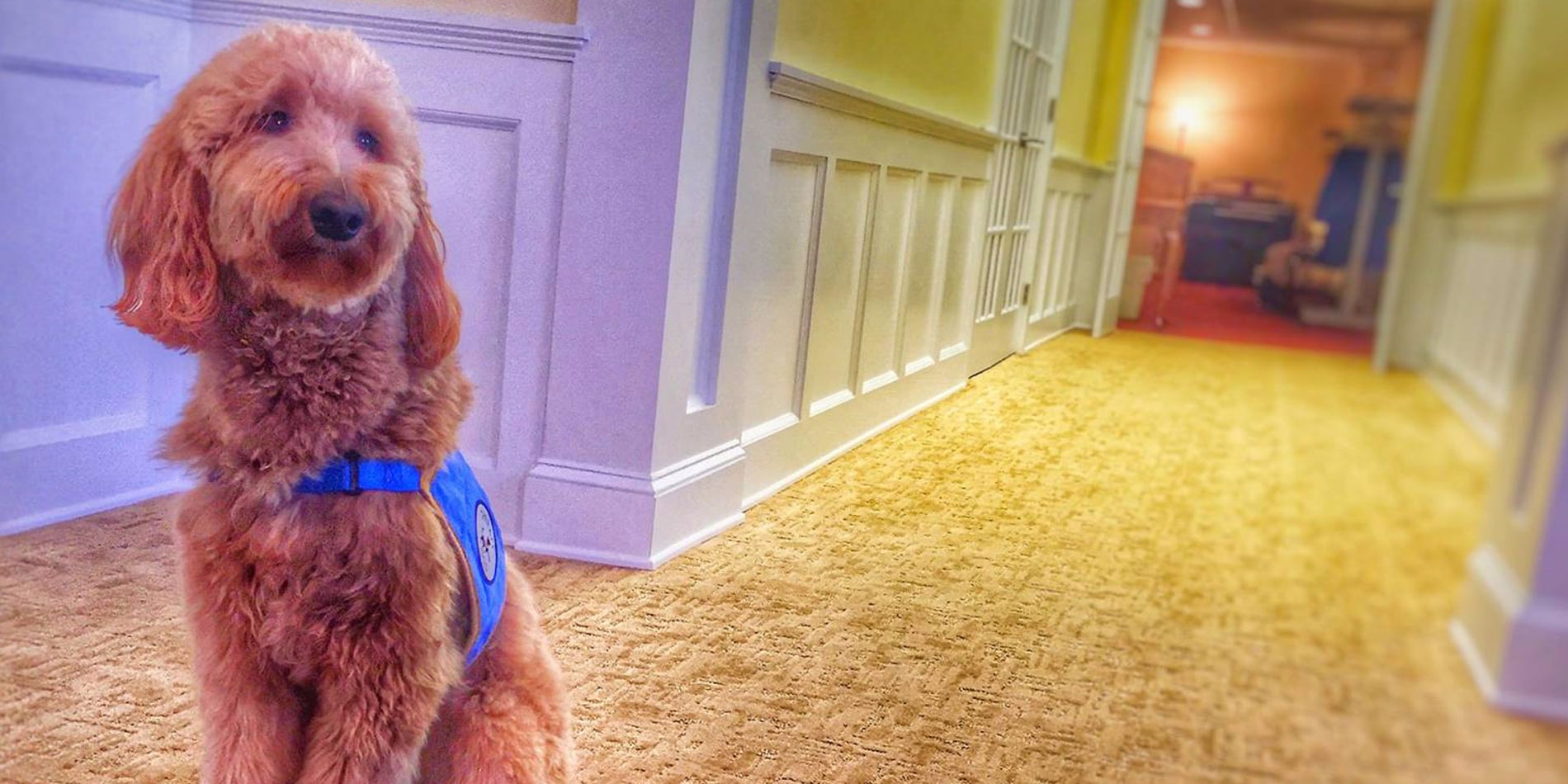Comfort Dog at Funeral Home | Video | PS Pets