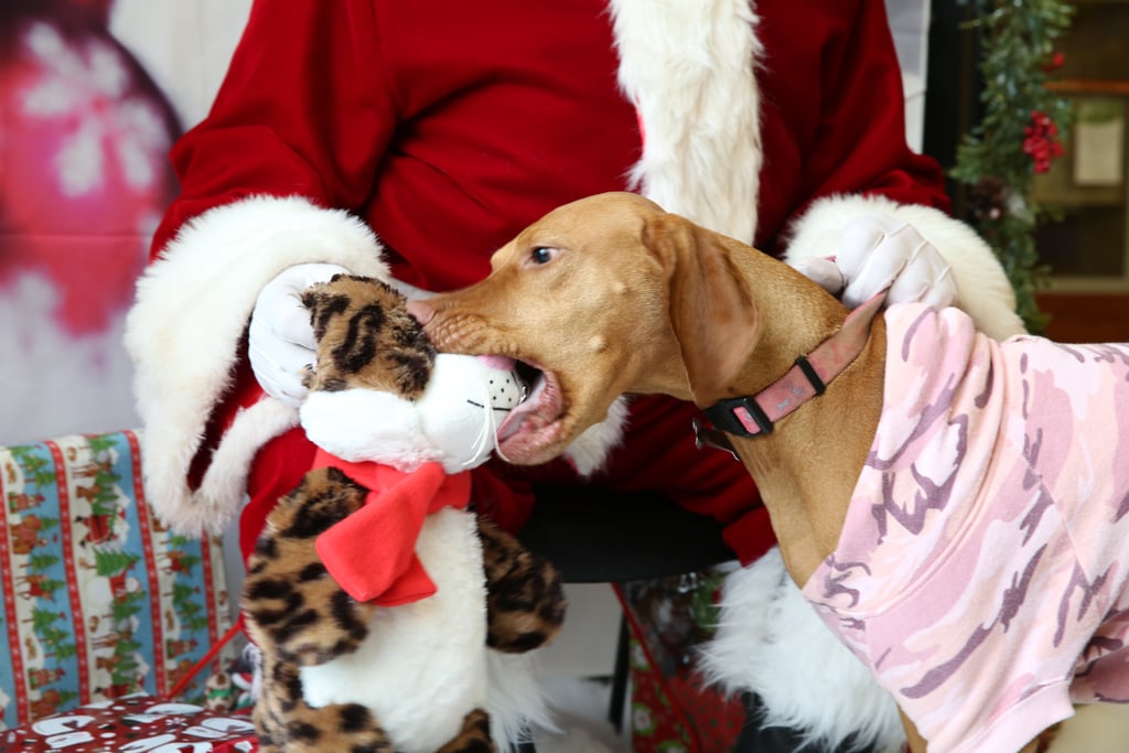 Pets Meeting Santa | POPSUGAR Pets