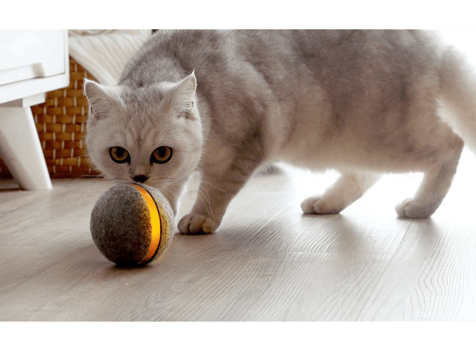 Interactive Ball For Pets | PS Family