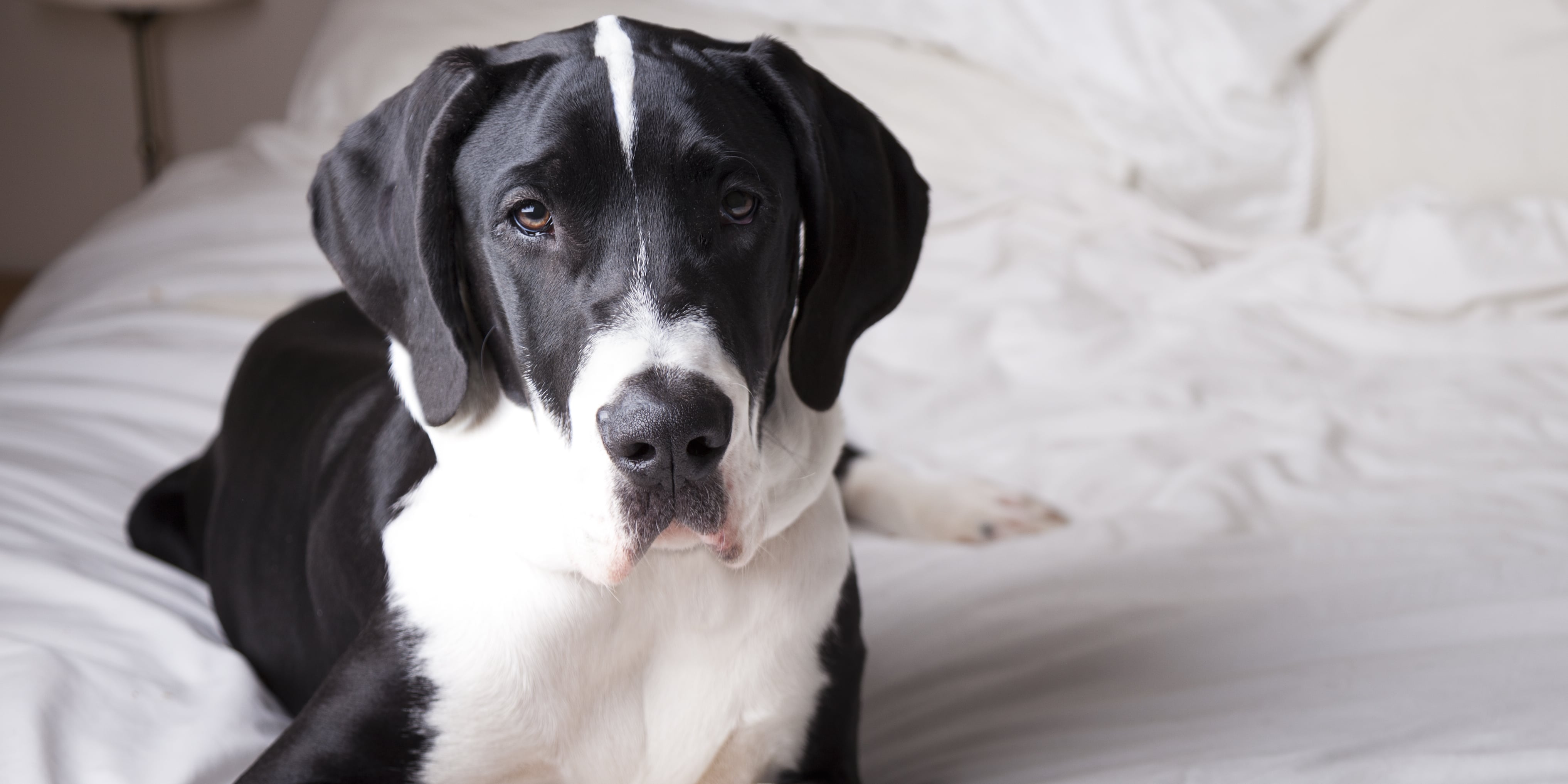 Cute Pictures of Great Danes | POPSUGAR Pets