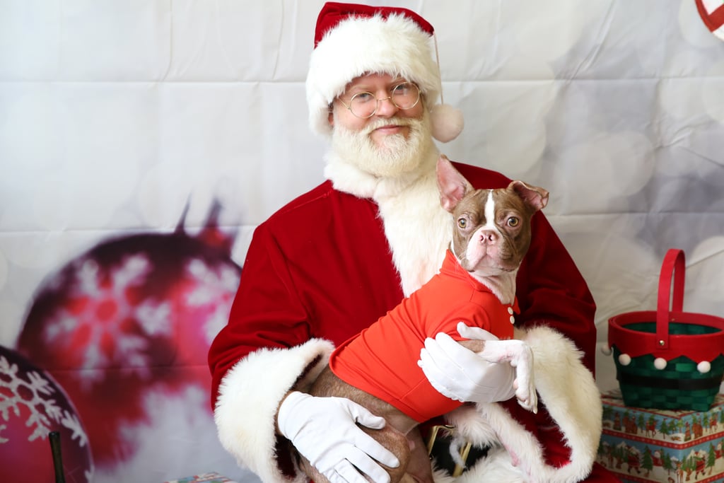 Pets Meeting Santa | POPSUGAR Pets
