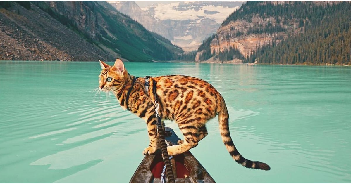 Suki the Cat Instagram | POPSUGAR Love & Sex