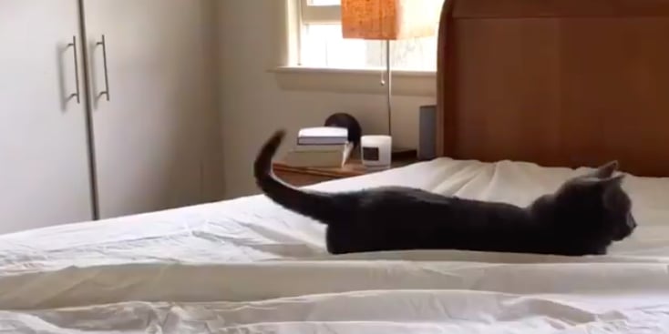 Cat Makes It Impossible For Owner to Make Bed | Video | POPSUGAR Pets