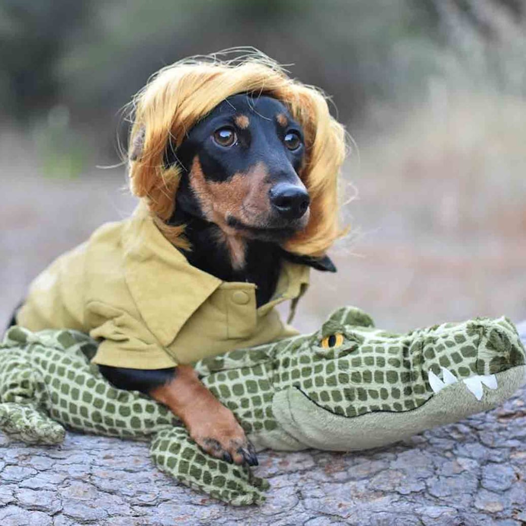 Photos of Dachshunds in Halloween Costumes | PS Pets