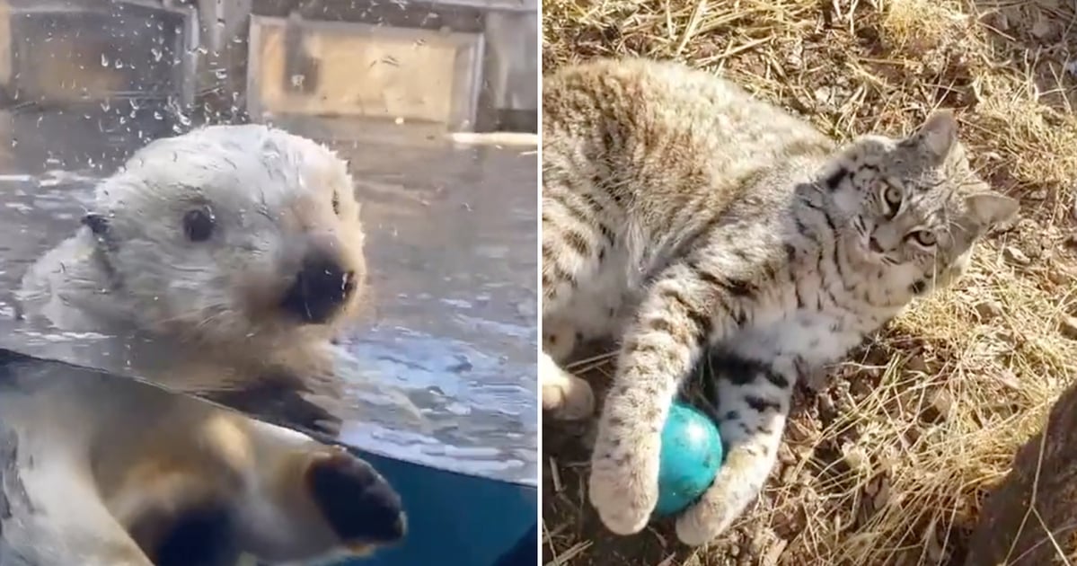 15 of the Best Zoos and Zookeepers to Follow on TikTok | POPSUGAR Pets