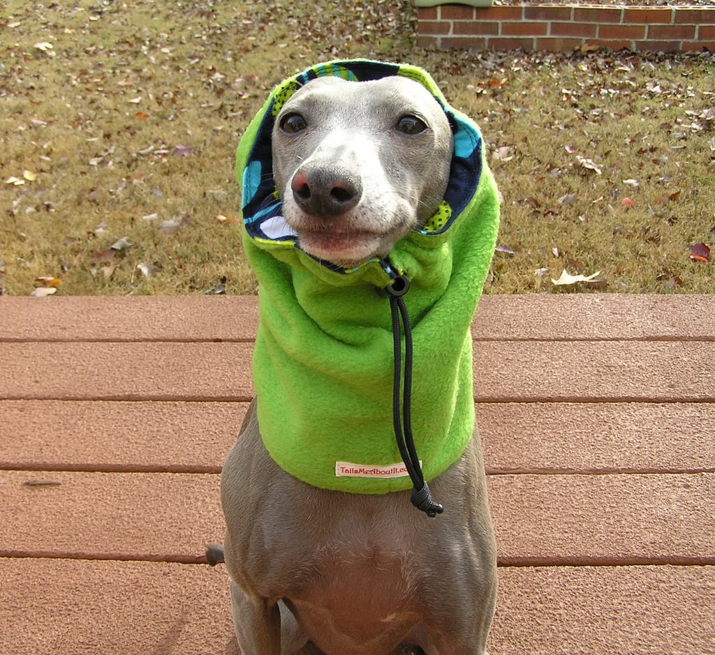 The Best Pet Products For January 2014 | POPSUGAR Pets