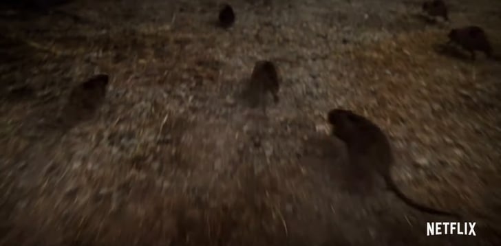 Those damn rats! We still don't know their significance (well, | Stranger Things Season 3 ...