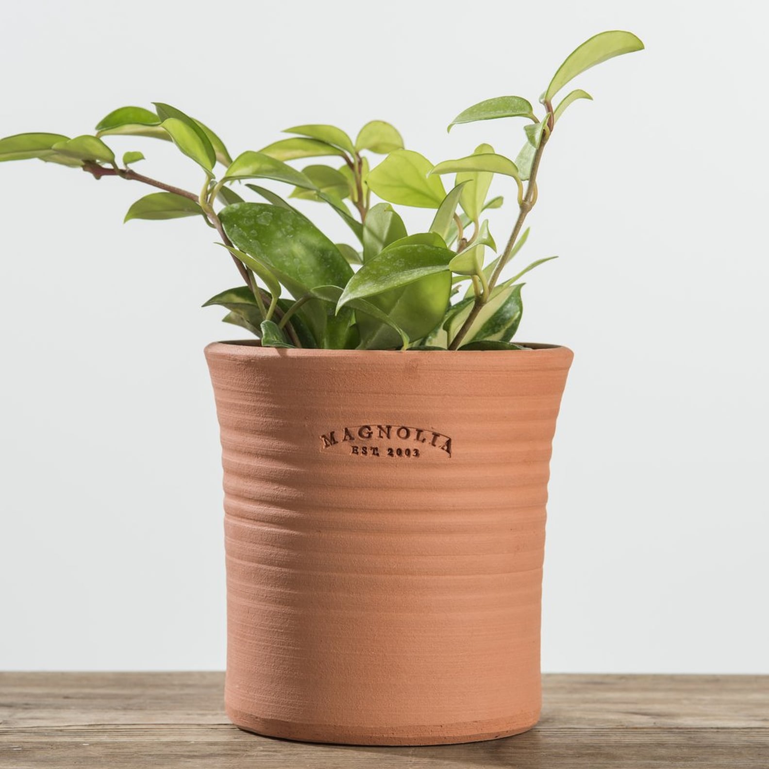 Magnolia Home Spring Collection | PS Home