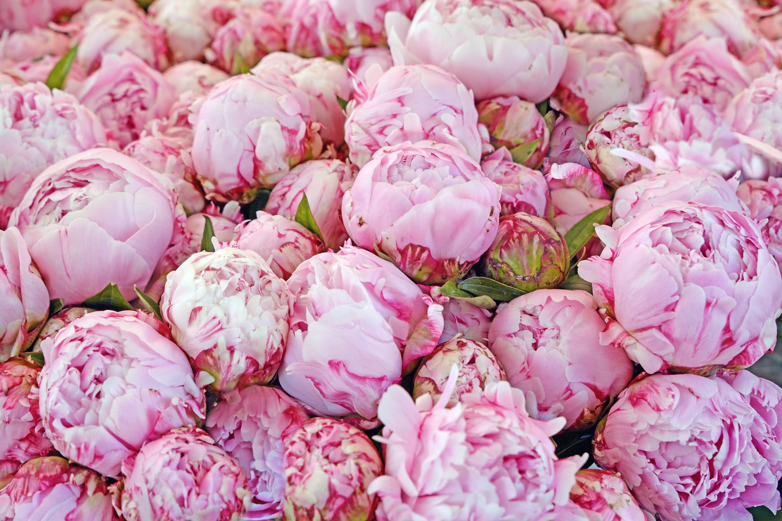 Facts About Peonies | POPSUGAR Home