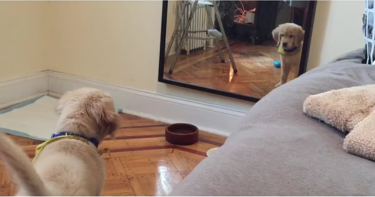 Puppy Sees Reflection in Mirror | Video | POPSUGAR Pets