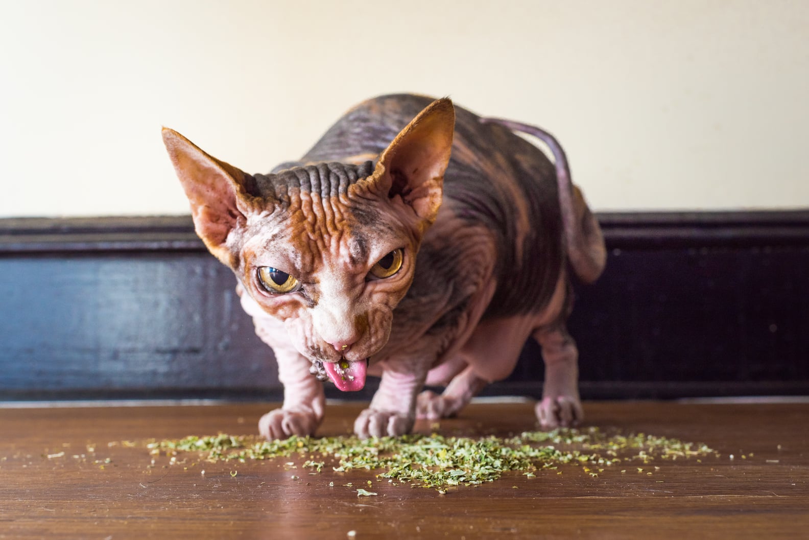 Cats on Catnip Photo Series | PS Family