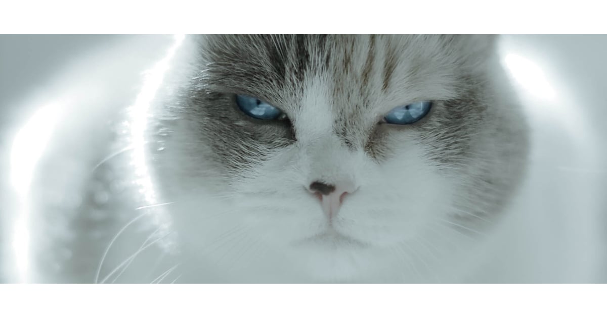 Pictures of Cats Making Judging Faces | POPSUGAR Pets