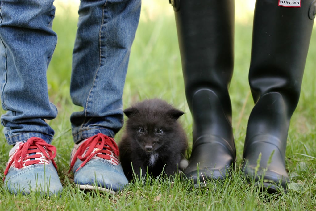 Rescued Baby Fox Pictures | POPSUGAR Pets