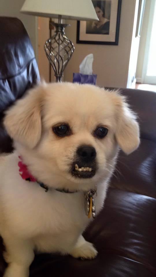 Photo Doggies For Anthony Facebook Movement | POPSUGAR Tech