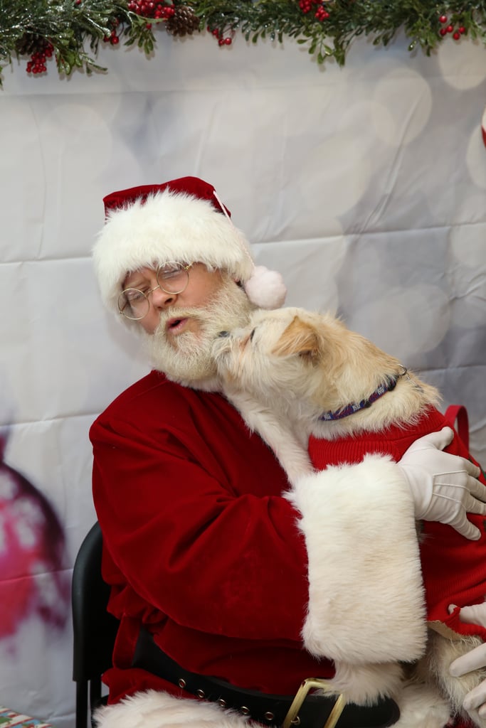 Pets Meeting Santa | POPSUGAR Pets
