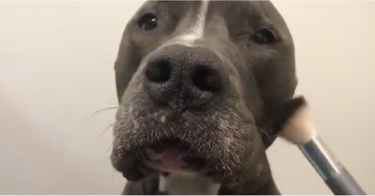 Dog Does Beauty Tutorials | POPSUGAR Beauty