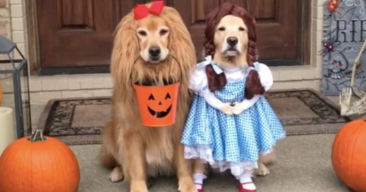 Golden Retrievers Dressed as Wizard of Oz For Halloween | POPSUGAR Pets