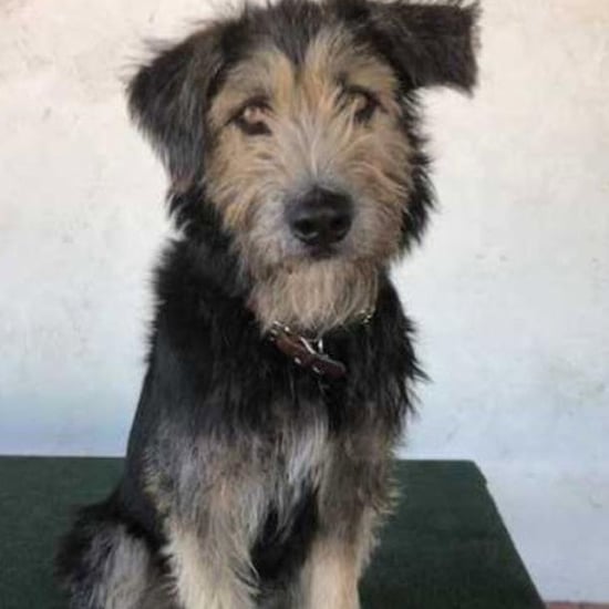 Besame Sleeping Beauty Makeup Collection | POPSUGAR Beauty