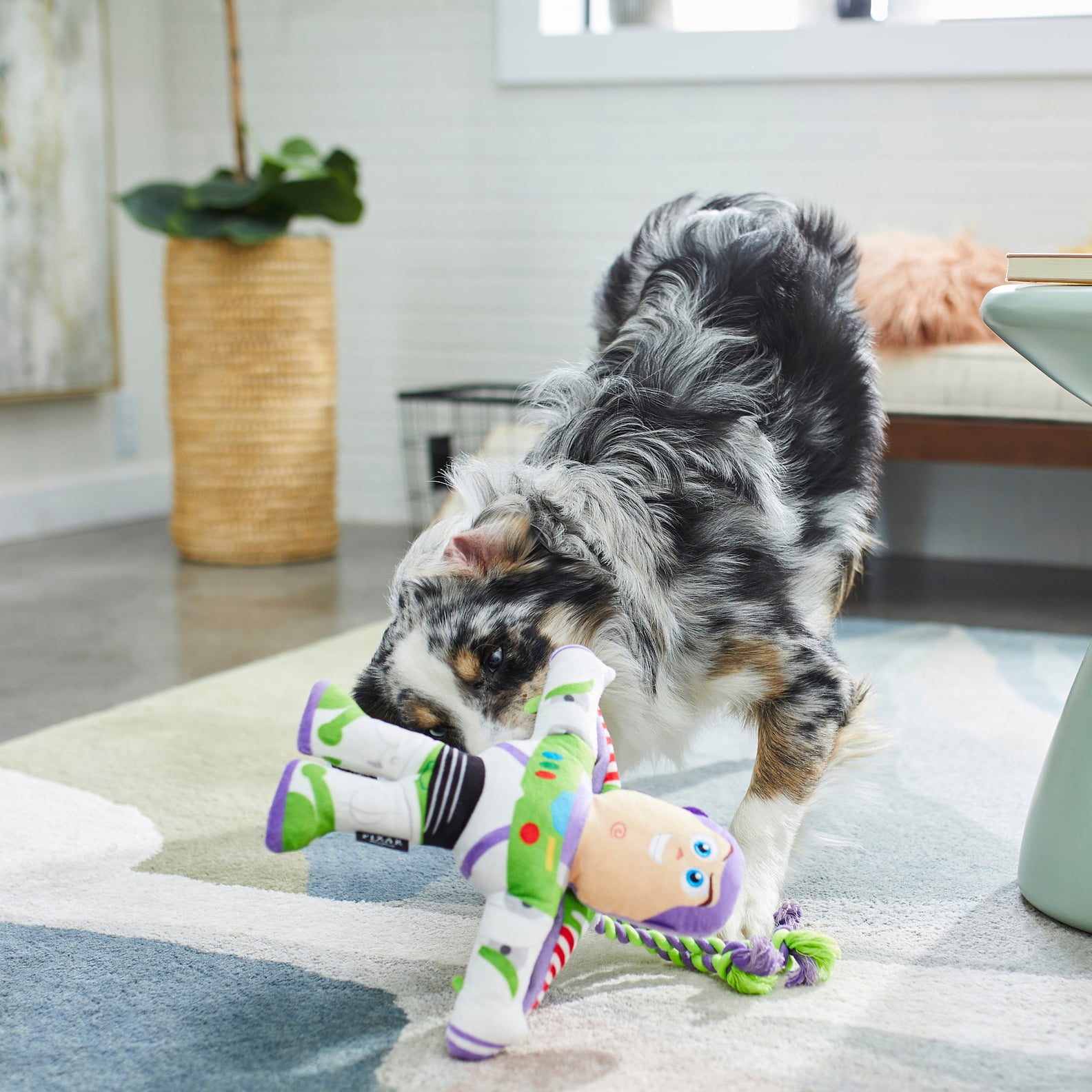 Chewy Disney, Pixar, Marvel, Star Wars Pet Products | PS Pets