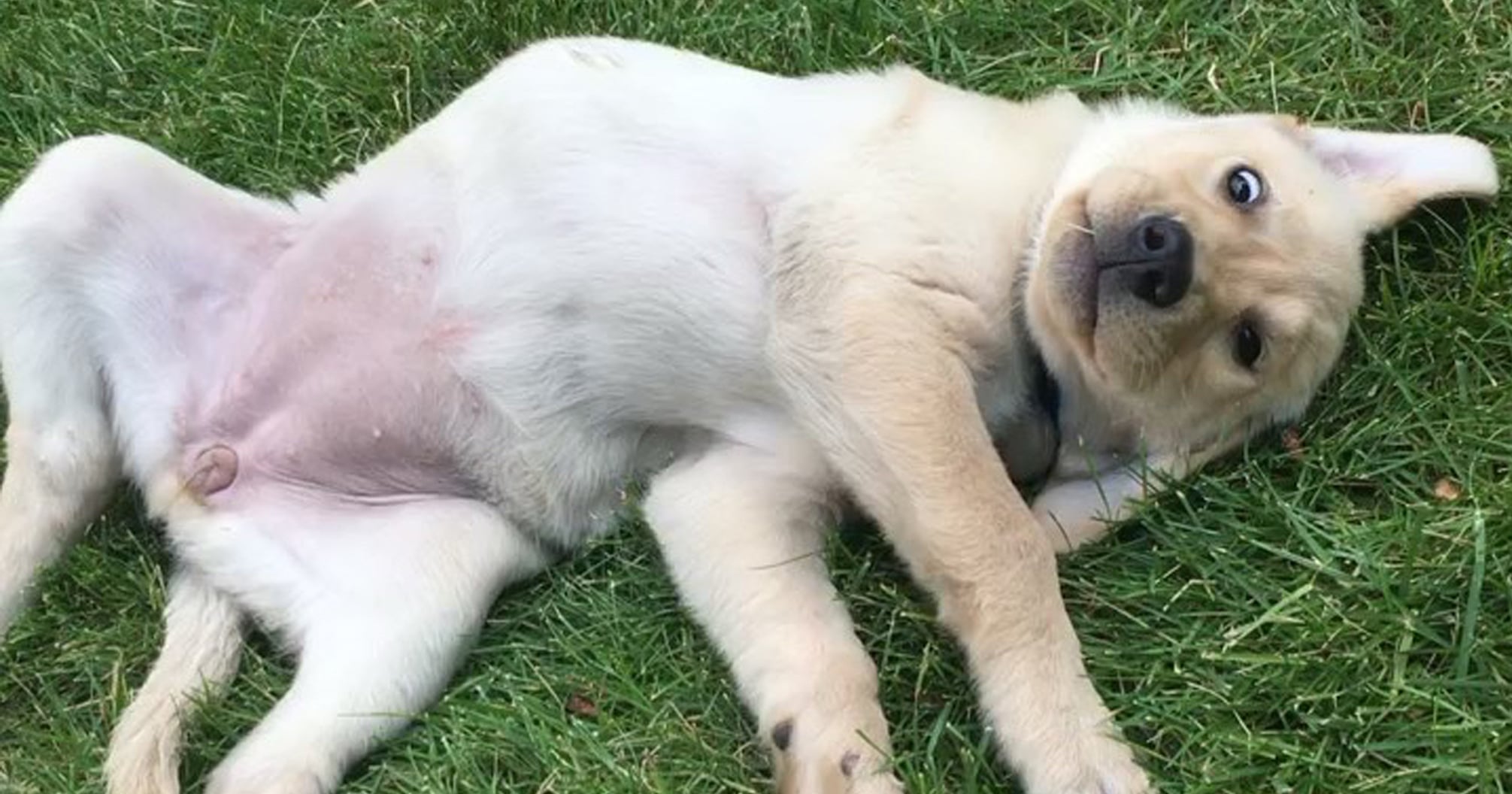 Funny Videos of Labrador Retrievers | PS Family