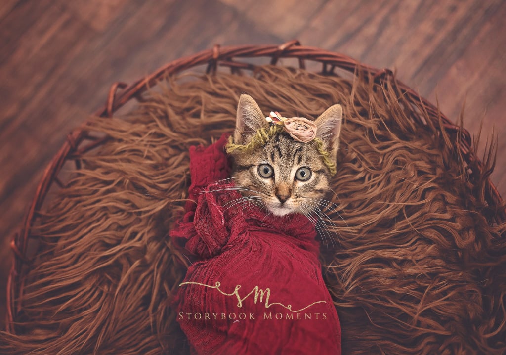 Kitten Photo Shoot | POPSUGAR Pets