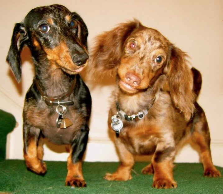 Photo Doggies For Anthony Facebook Movement | POPSUGAR Tech