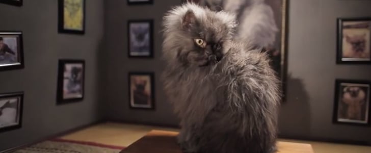 Colonel Meow Dies | POPSUGAR Pets