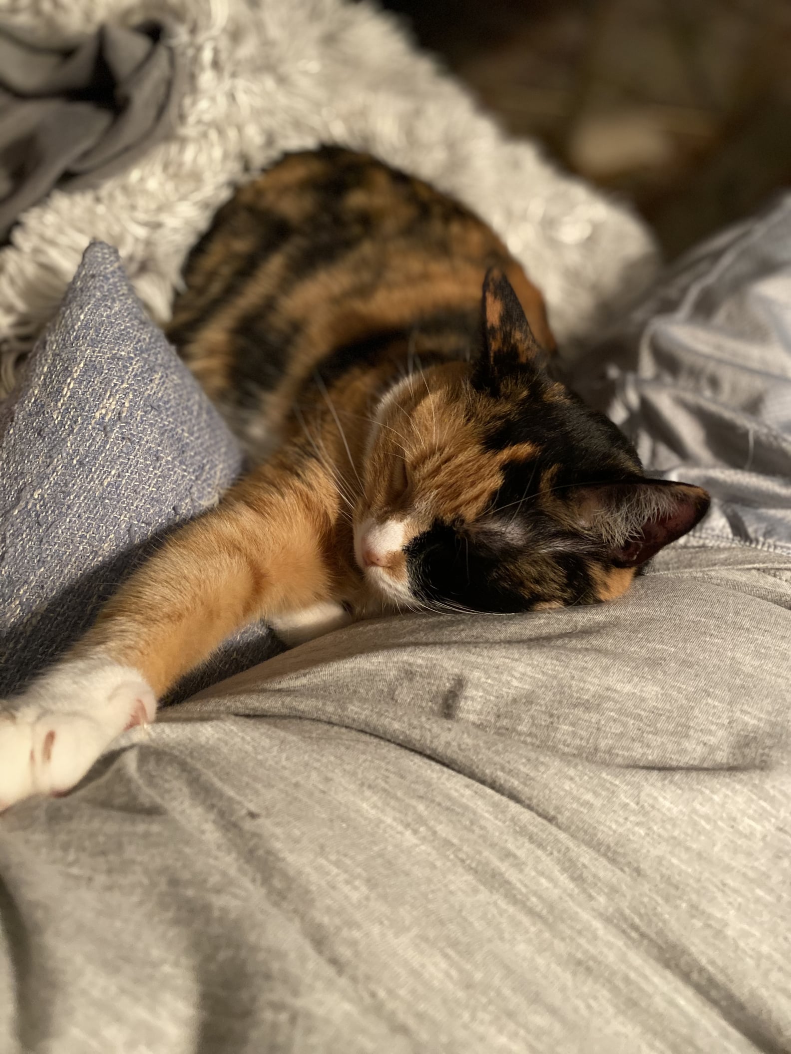 Why I'm Grateful For My Pets During Self-Isolation | PS Pets