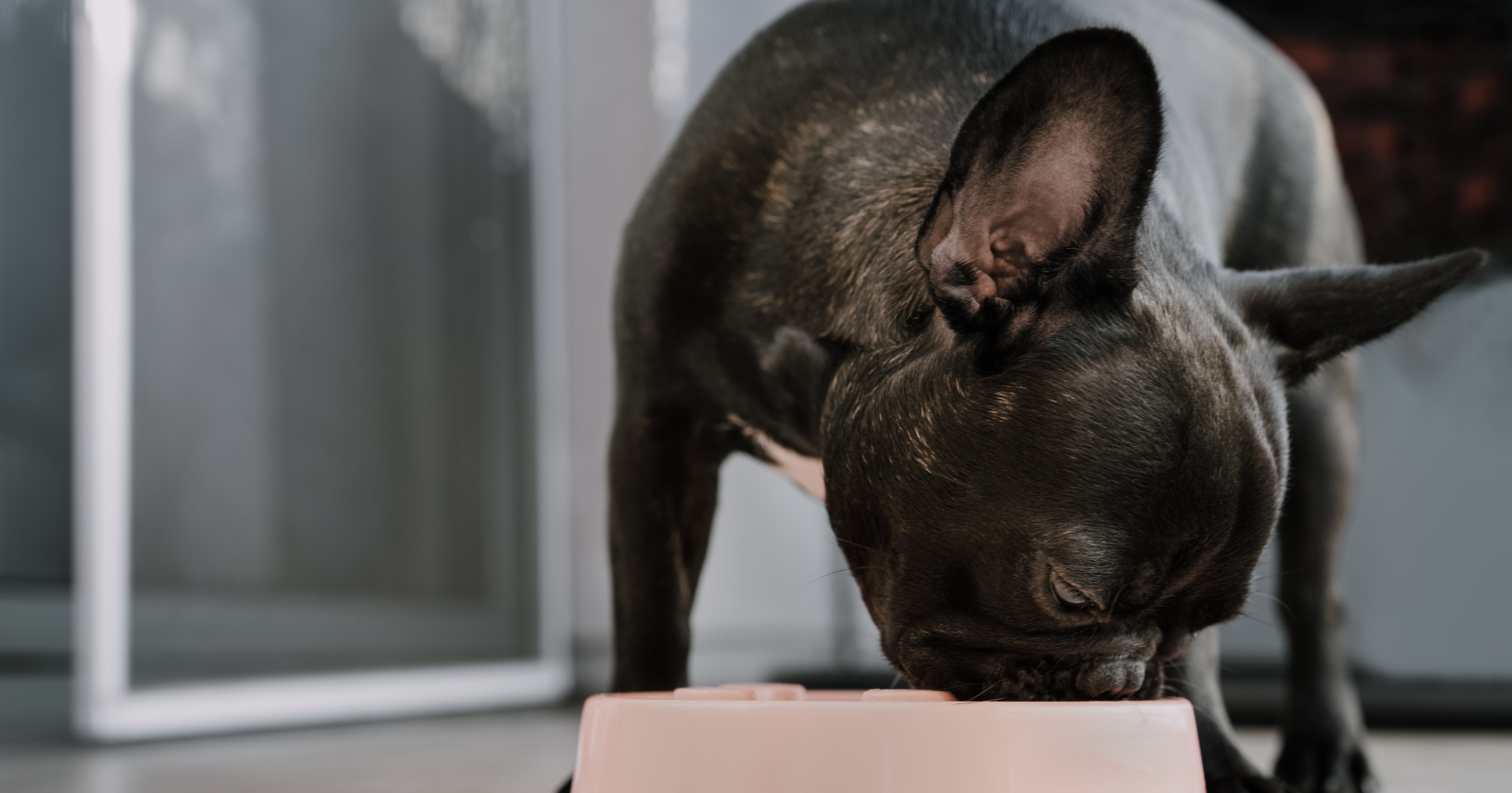 Does My Dog Need Supplements? | POPSUGAR Pets