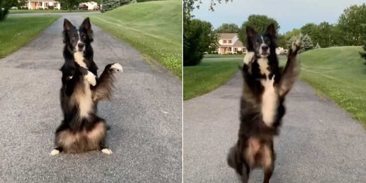 Dog Dancing to Taylor Swift's "Love Story" Song TikTok Video | POPSUGAR ...