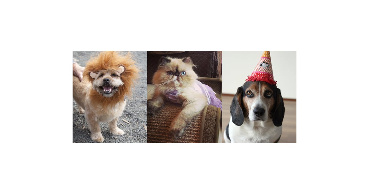 Dressed-Up Pets | POPSUGAR Pets