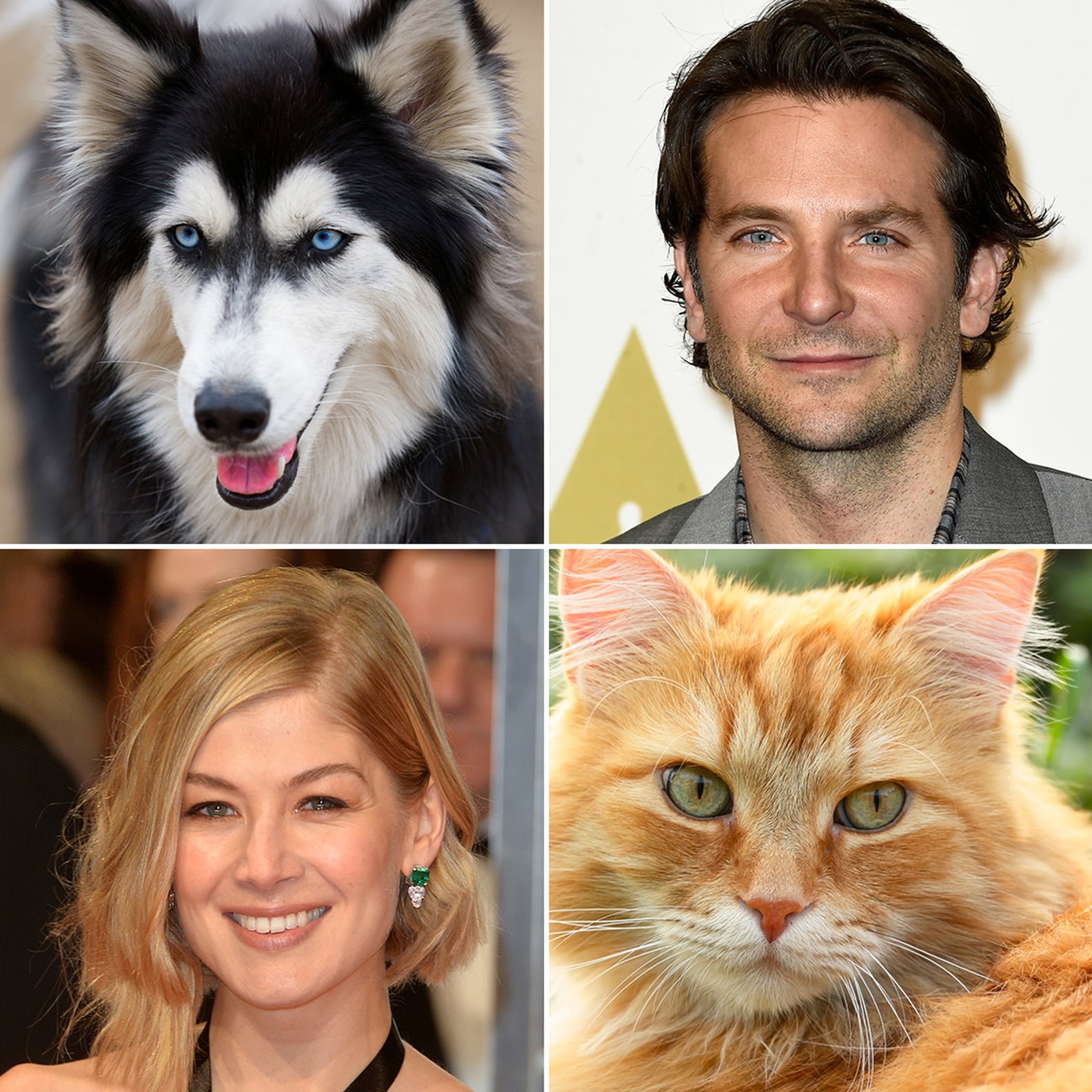 Celebrity Animal Doppelgangers | PS Pets