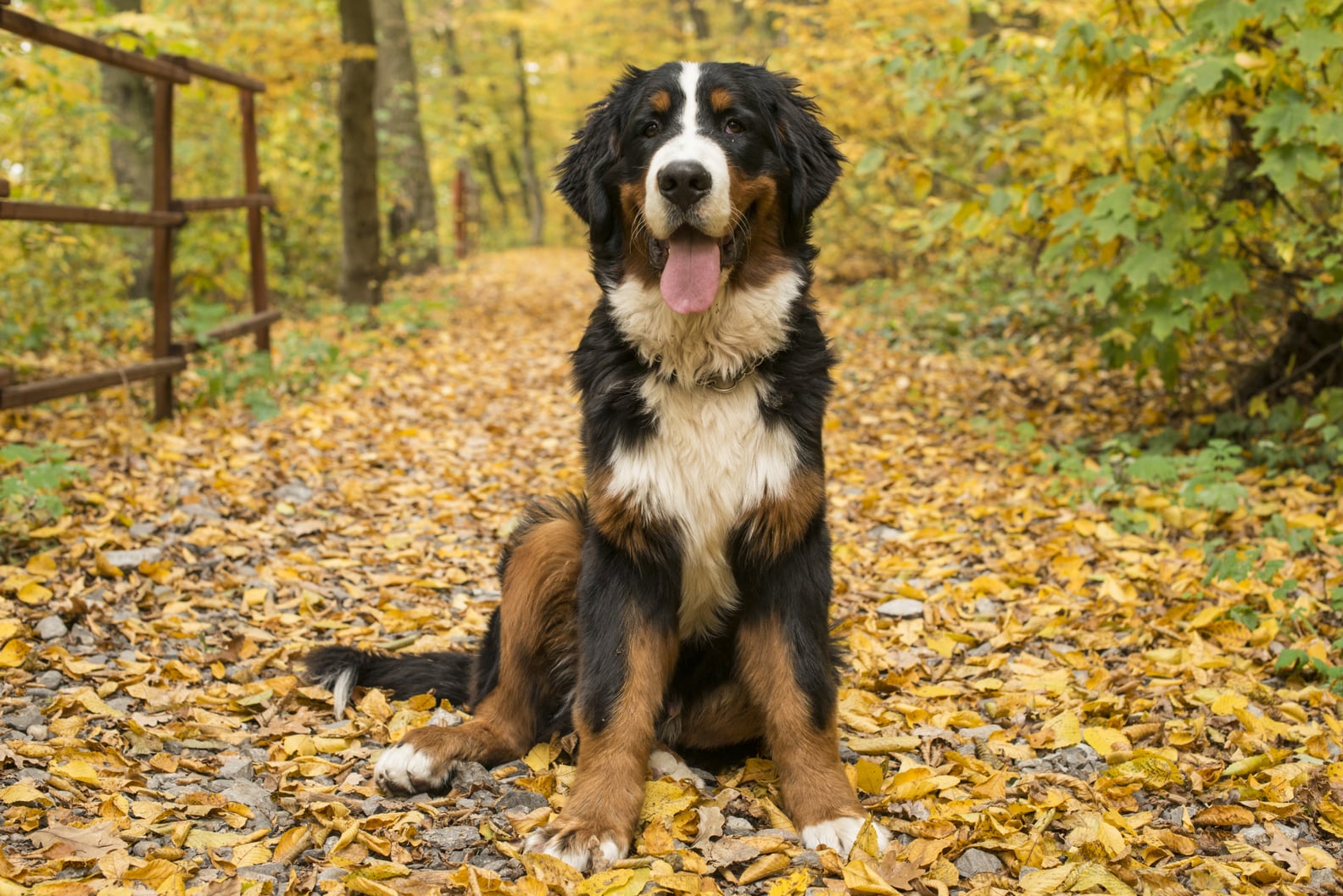 Cute Photos of Dogs in the Fall | PS Pets