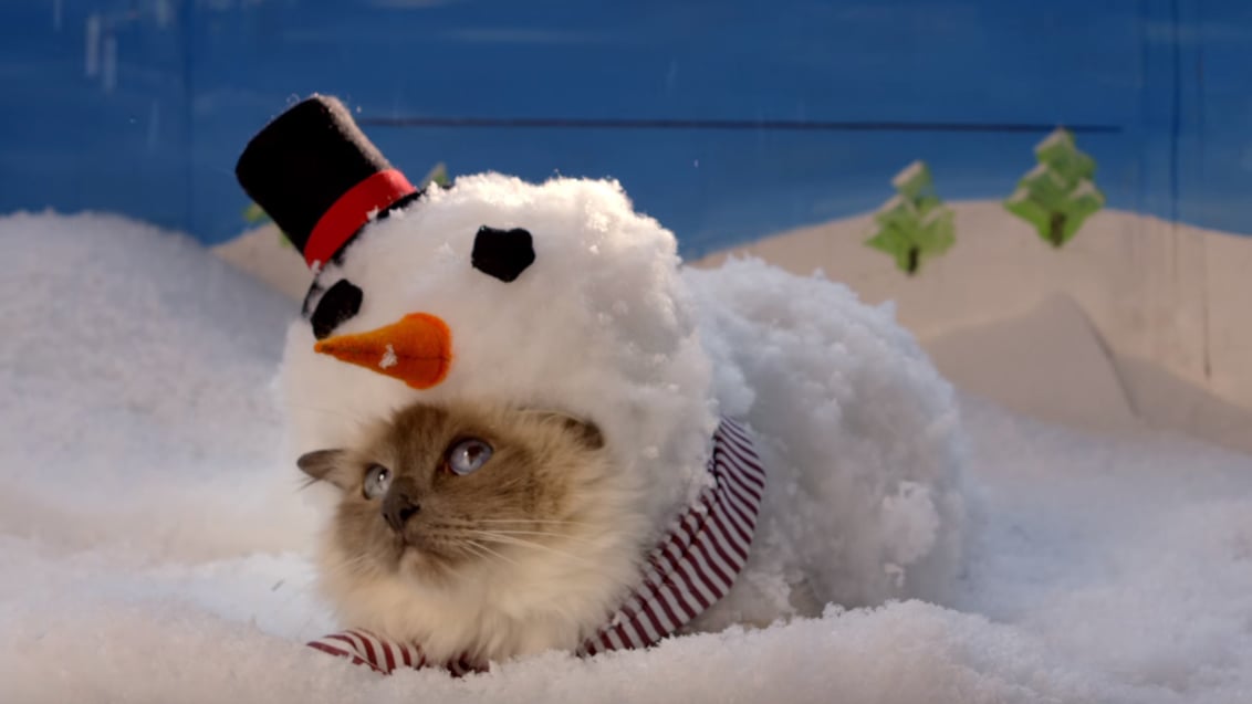 Christmas Cats Commercial | PS Pets