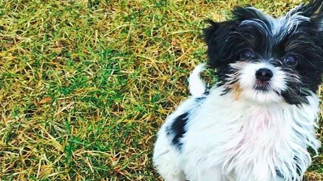 Tom Brady and Gisele Bundchen Adopt New Dog Fluffy | POPSUGAR Pets