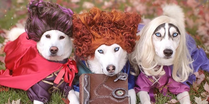 Dogs in Halloween Costumes | POPSUGAR Family