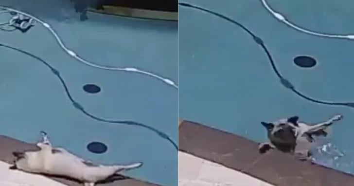 Viral Video of Pug Dog Falling Into a Pool After Stretching | POPSUGAR Pets