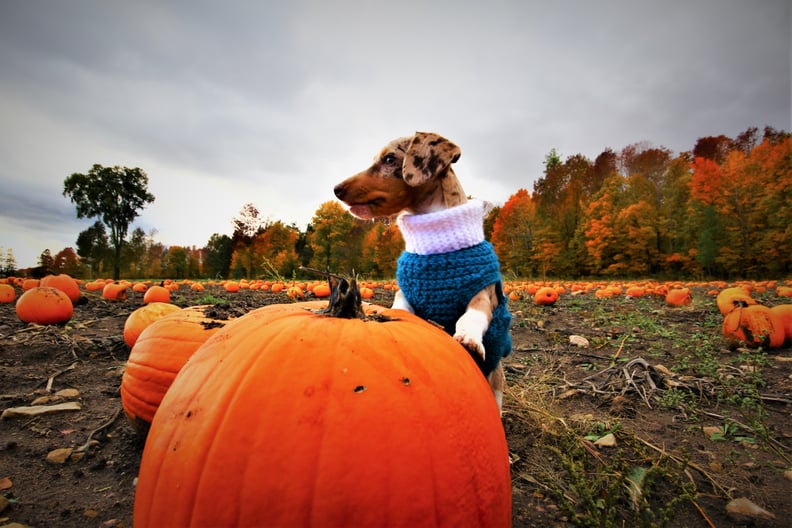 Cute Photos of Dogs in the Fall | POPSUGAR Pets