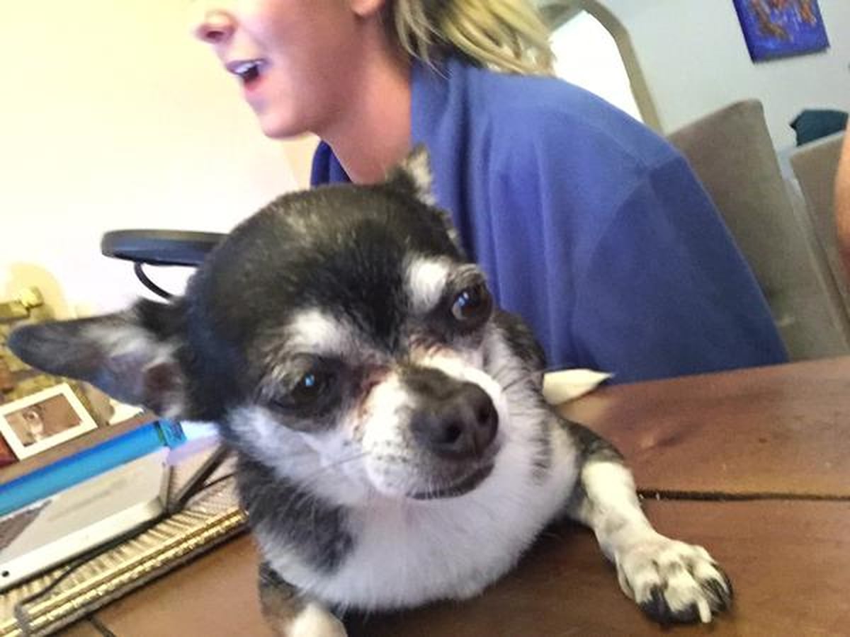 Most Famous Dogs on Twitter | POPSUGAR Pets