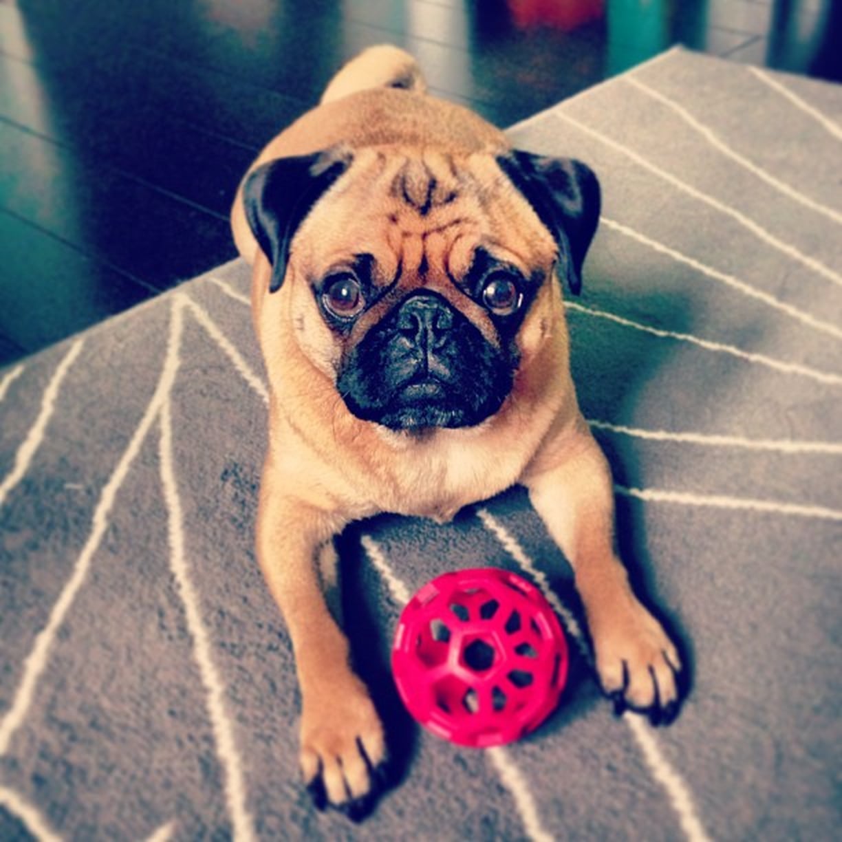 Cute Smushed-Faced Dogs | PS Pets