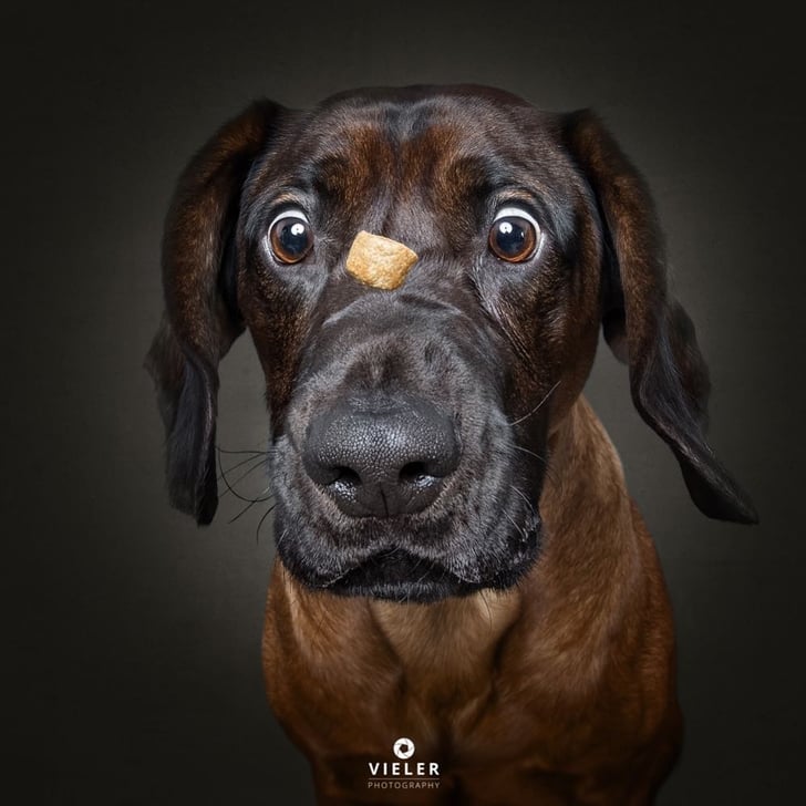 Dogs Catching Treats Photo Series | POPSUGAR UK Parenting Photo 88