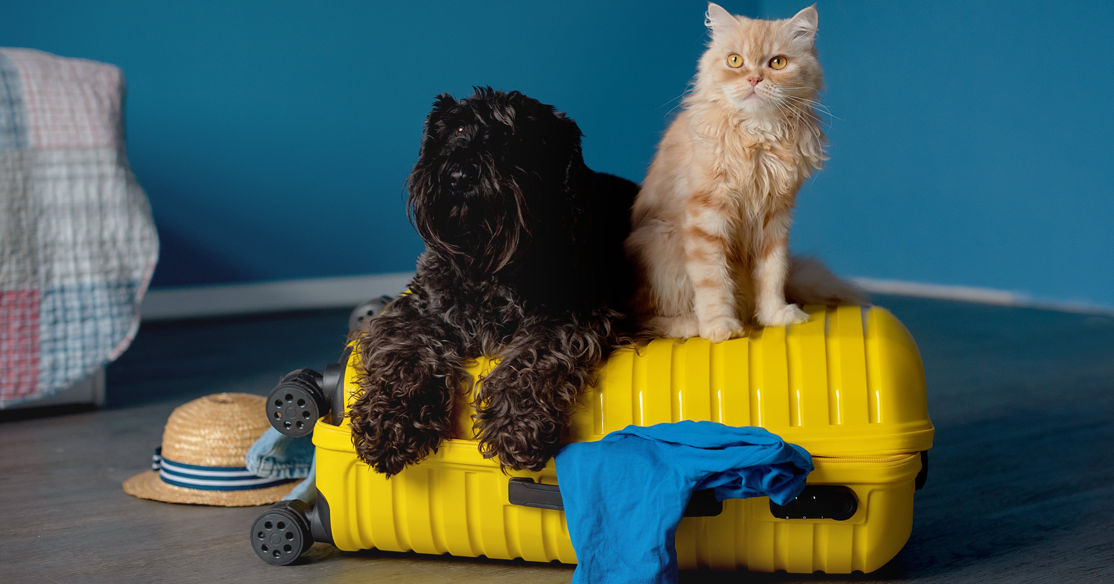 Best Pet Products to Shop on Amazon | PS Pets