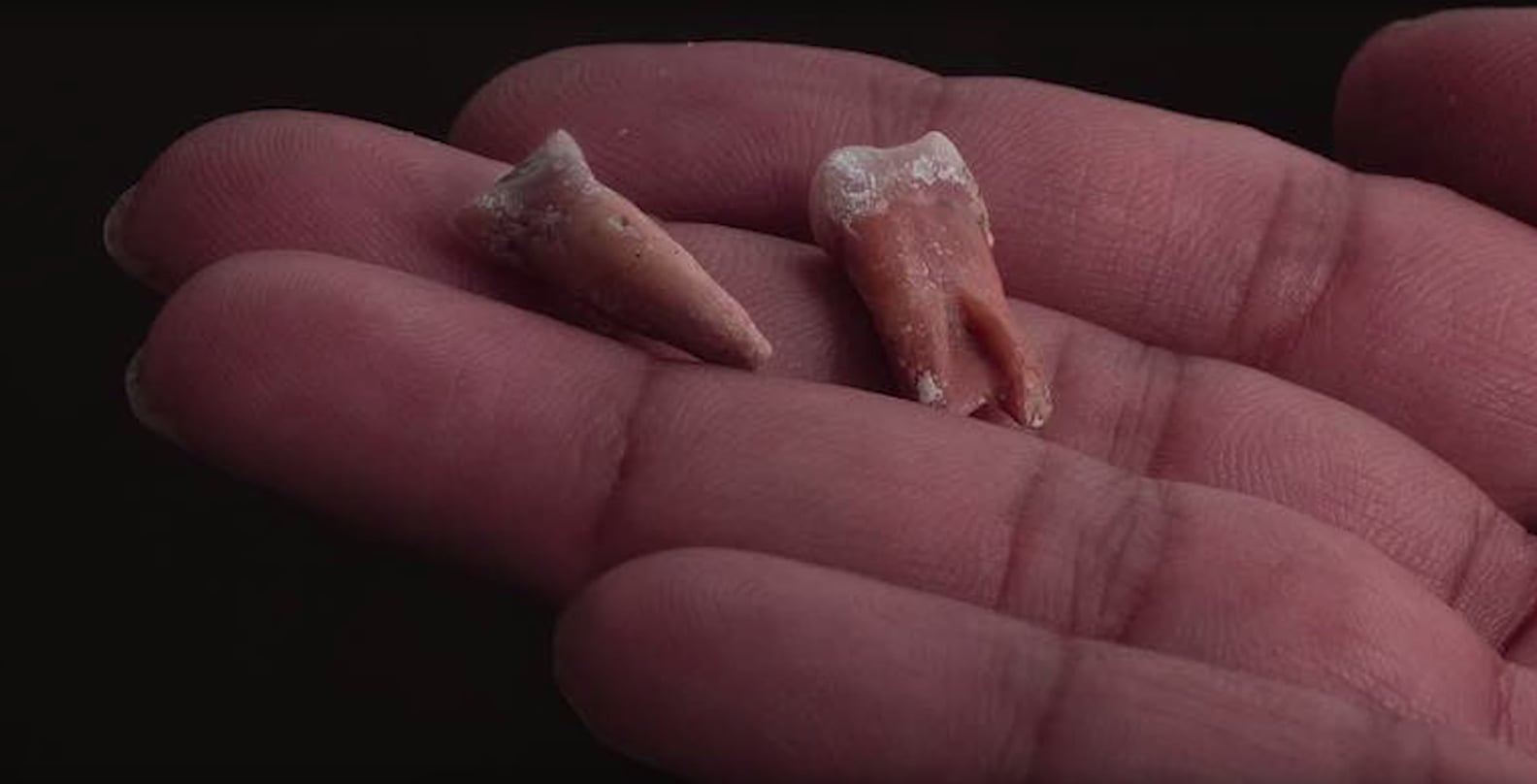 Did Hobbits Exist in Real Life? | PS Tech