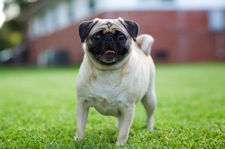 Cute Pictures of Pugs | POPSUGAR Pets Photo 9