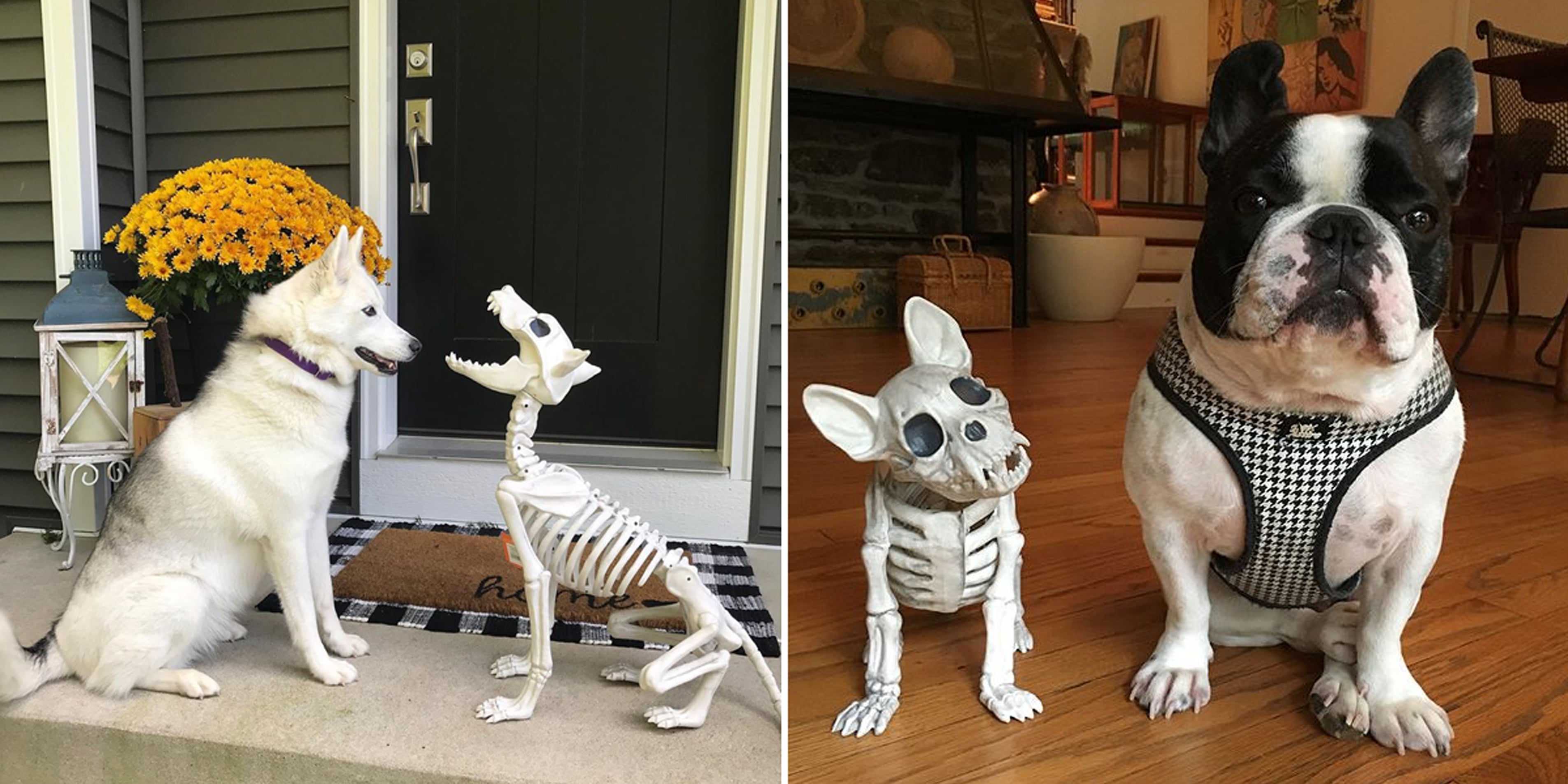 Target's Decorative Pet Skeletons Are Actually Pretty Cute | PS Pets