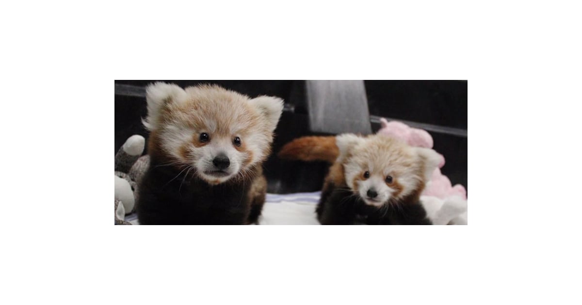Baby Red Panda Twins | POPSUGAR Pets
