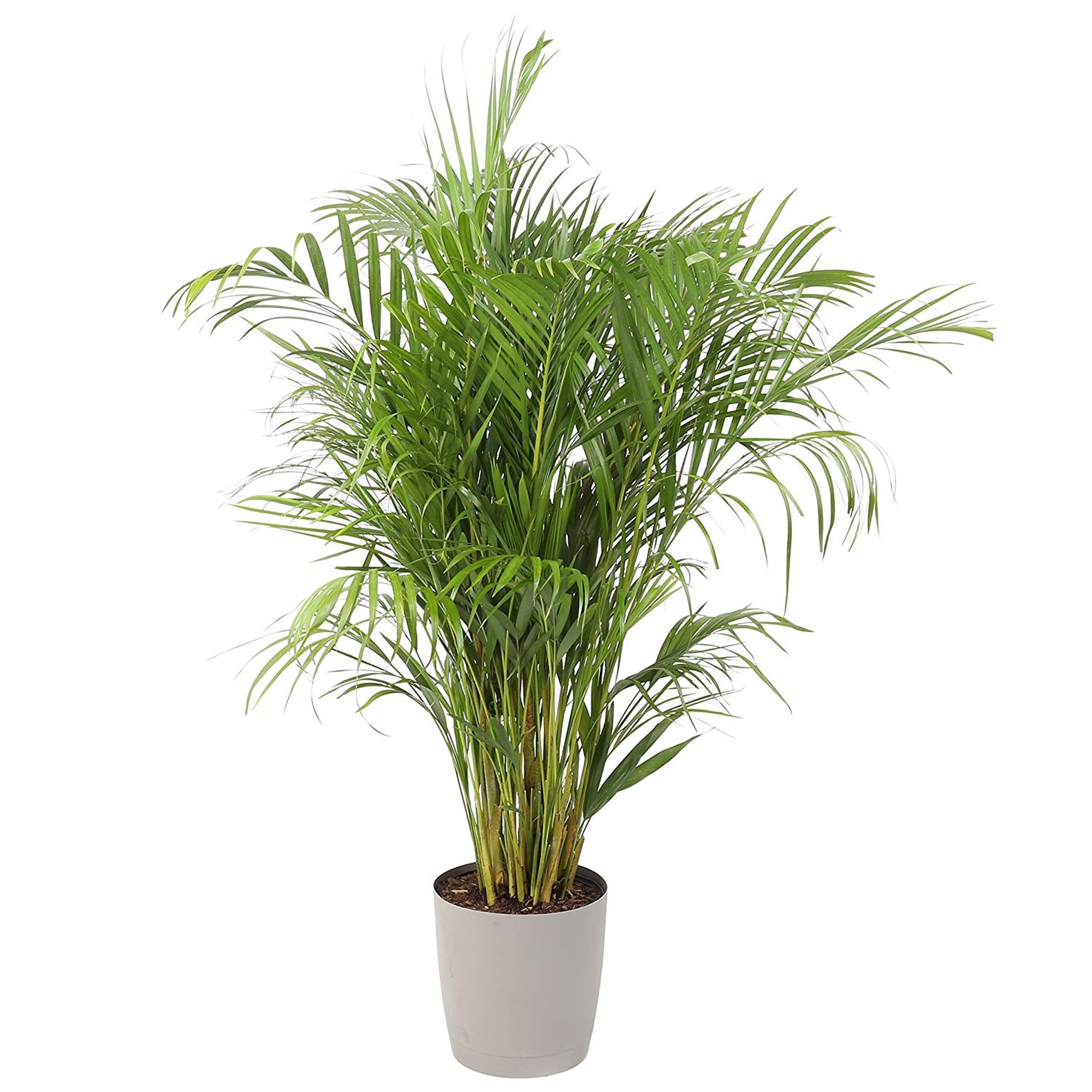 The Best Houseplants For Cold and Flu | PS Home