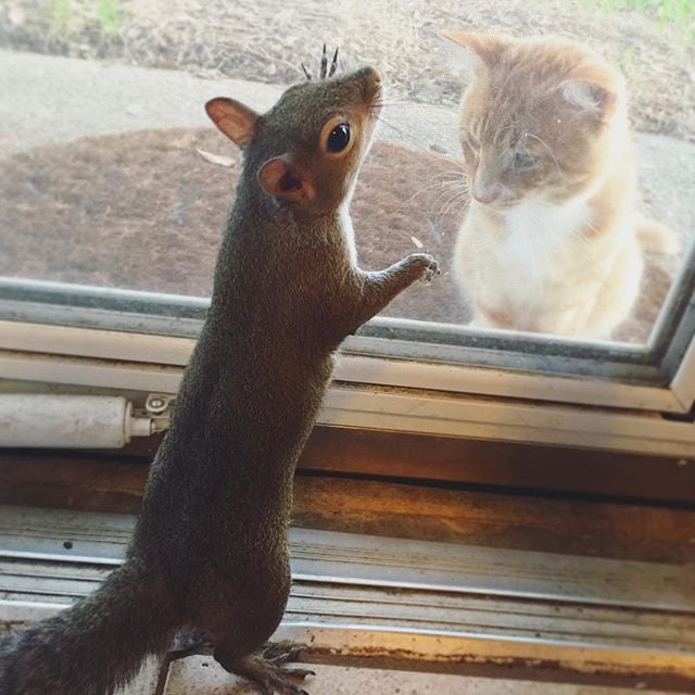 Pet Squirrel Instagram | POPSUGAR Pets