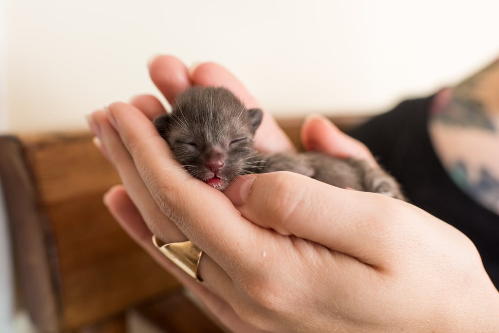 Photos of Kittens | POPSUGAR UK Parenting