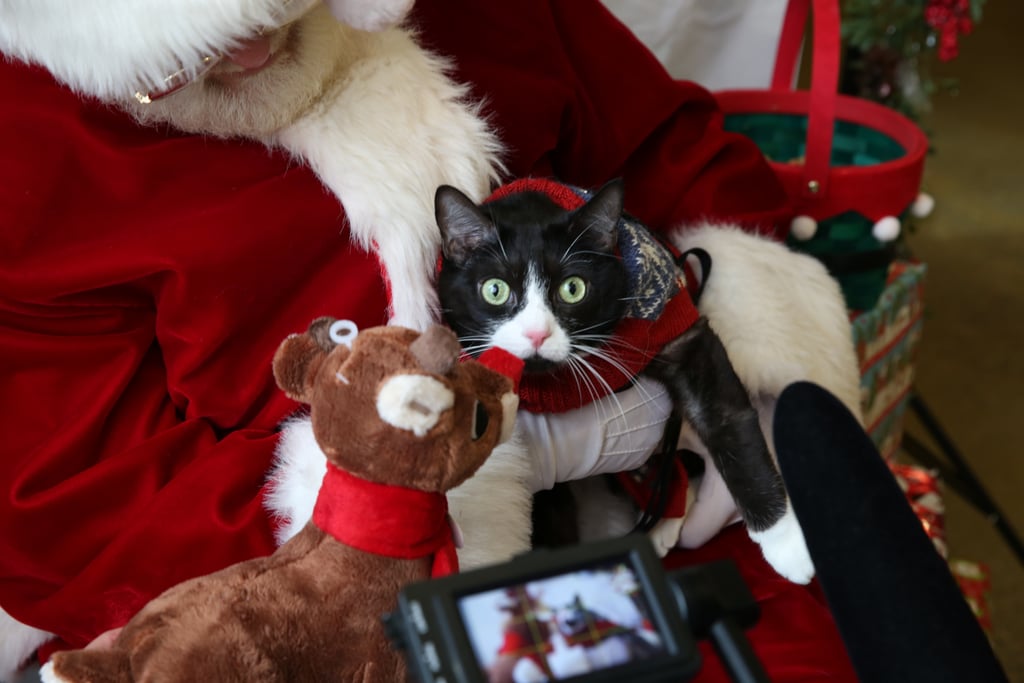 Pets Meeting Santa | POPSUGAR Pets